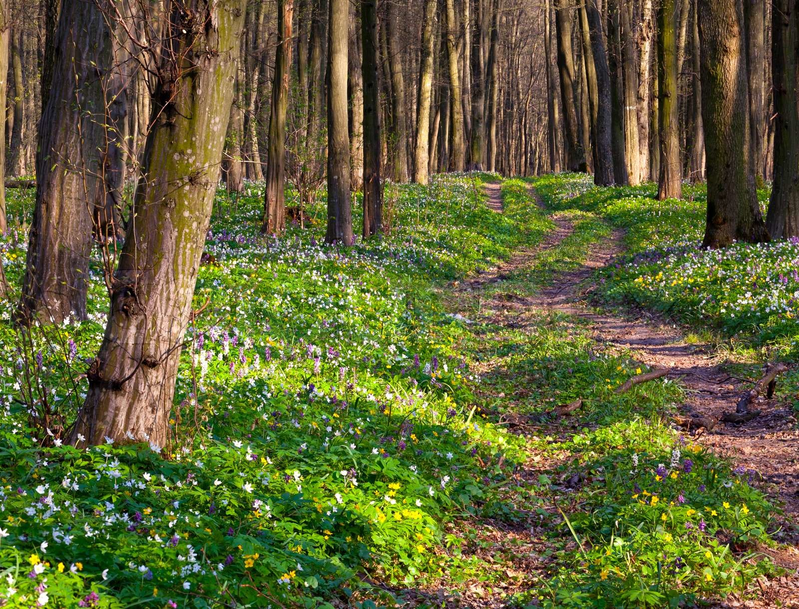 Road in spring forest | Stock image | Colourbox