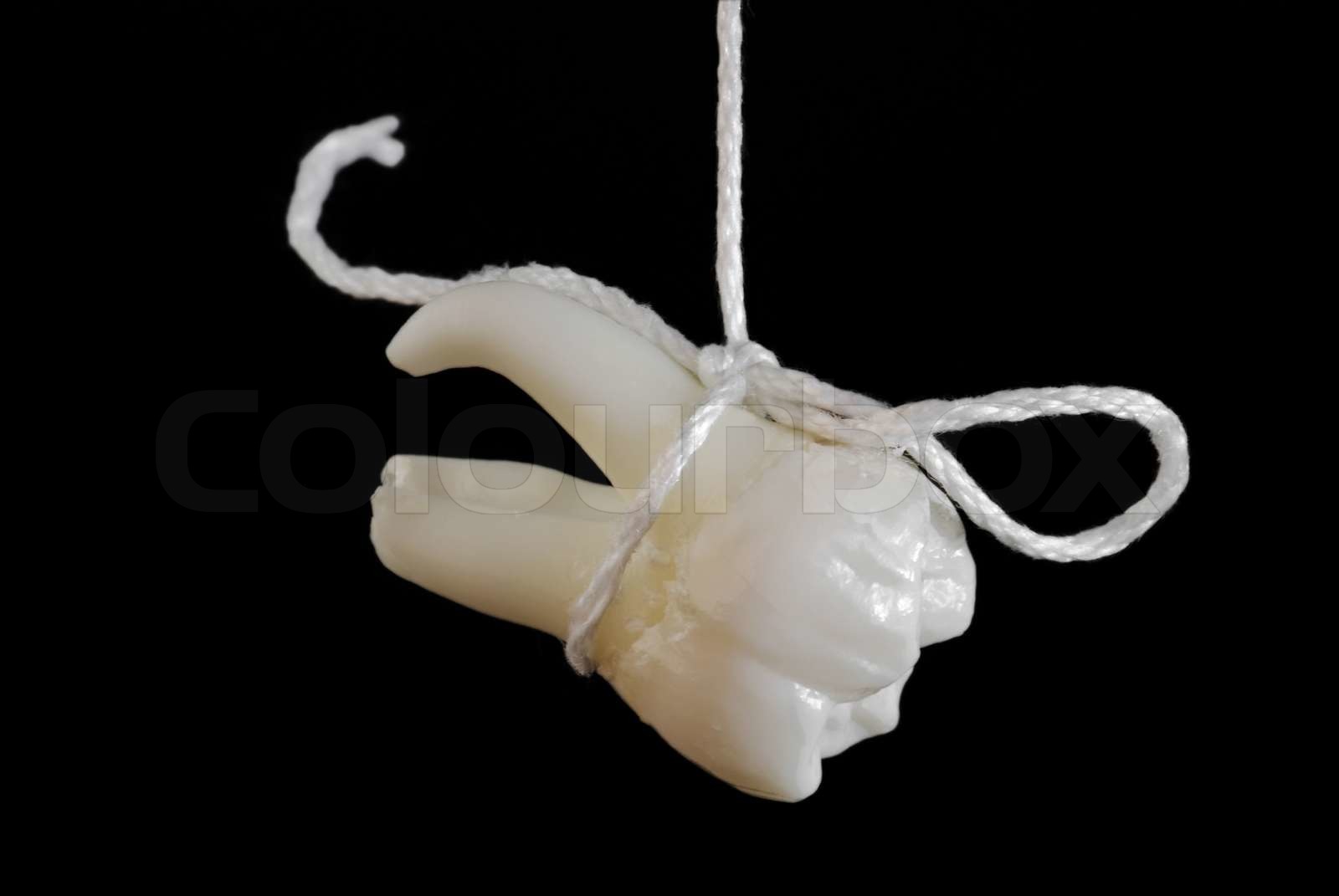 Tooth extracting method. Real human tooth hanging on thread | Stock ...