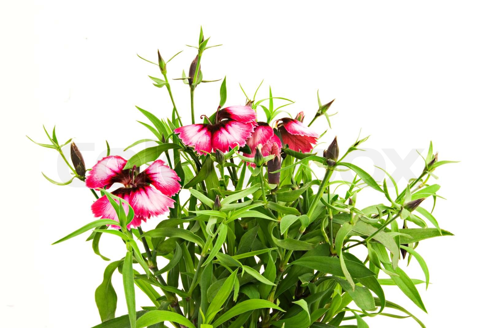 close up rosa Nelke isoliert über weiß | Stock Bild | Colourbox