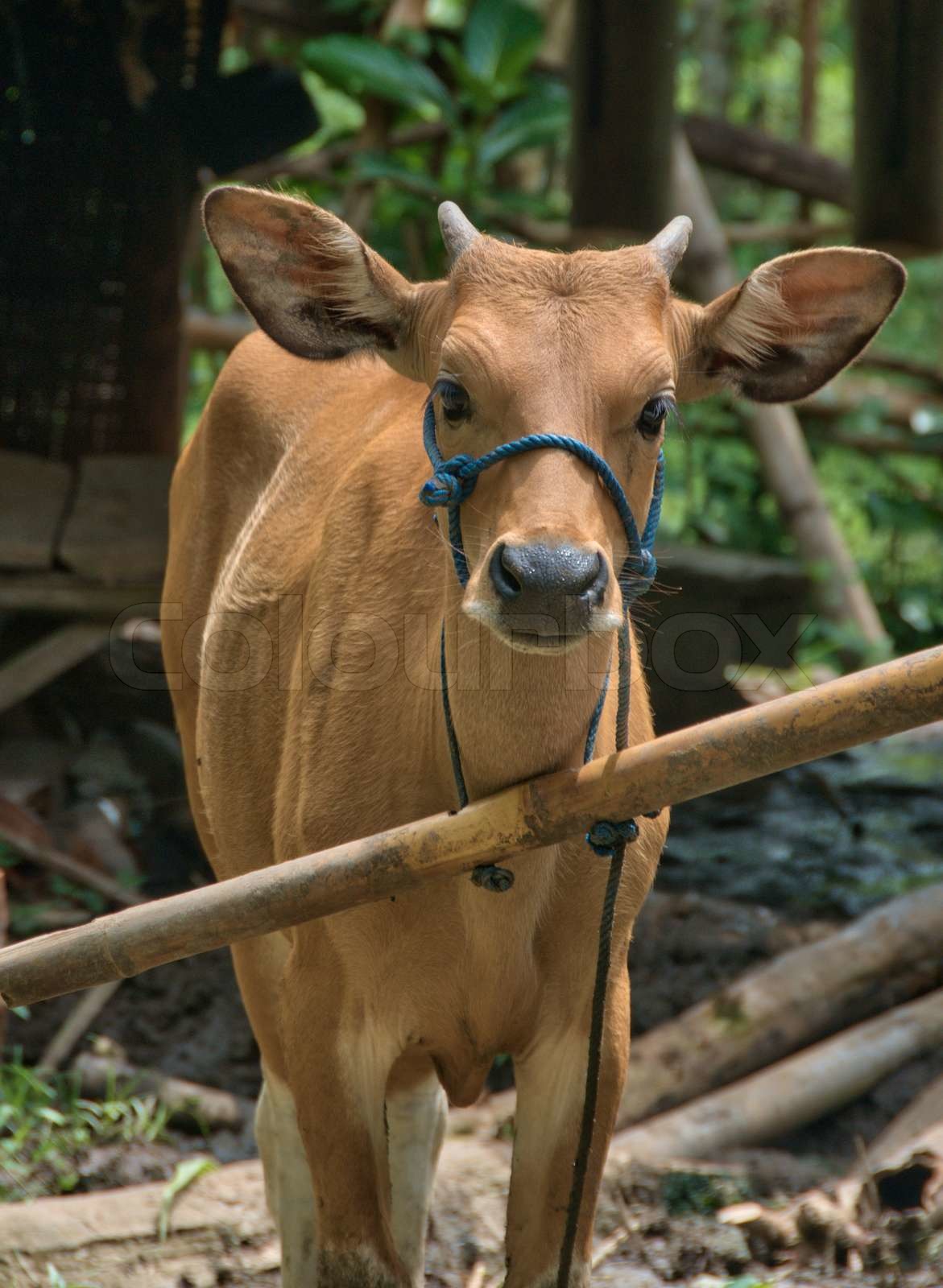 young cow working in the rice fields in Bali | Stock image | Colourbox