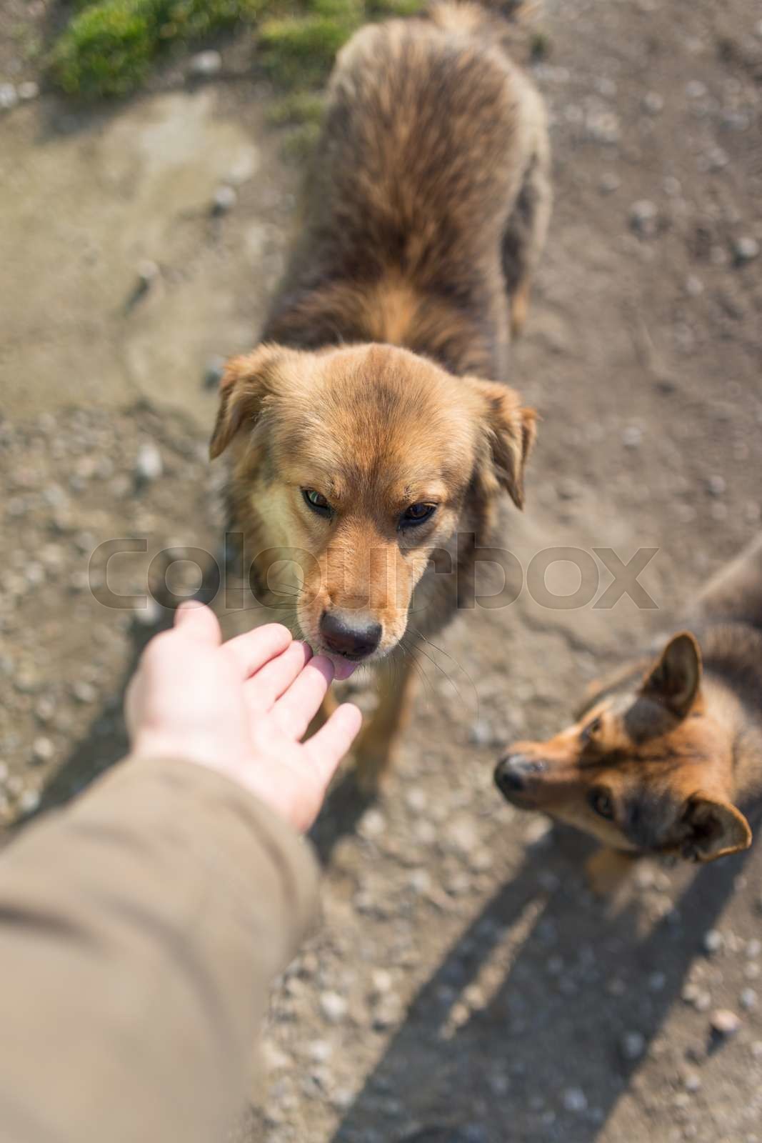 dog weasel hand on nature | Stock image | Colourbox