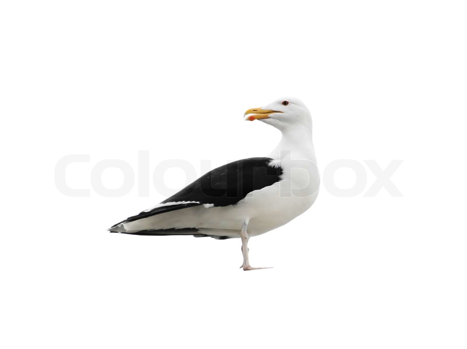 Talking seagull,Larus marinus,Great Black-backed Gull | Stock image ...