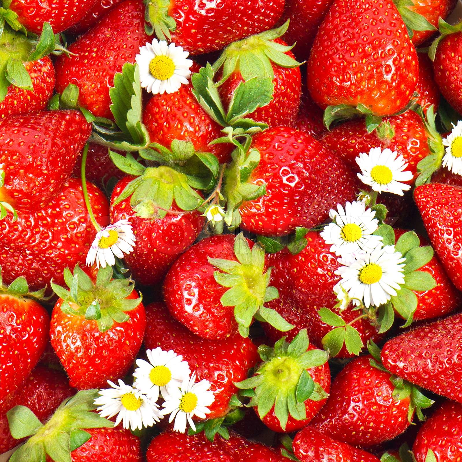 close up of fresh strawberries with daisy flowers | Stock image | Colourbox