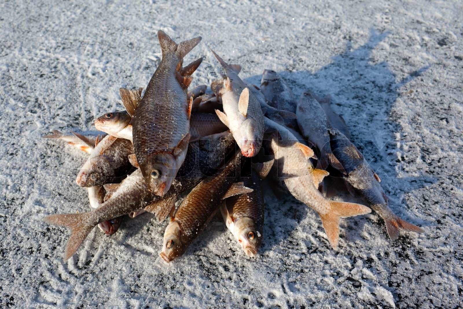 Vobla (also spelled wobla) is a Russian word for Caspian roach (Rutilus ...