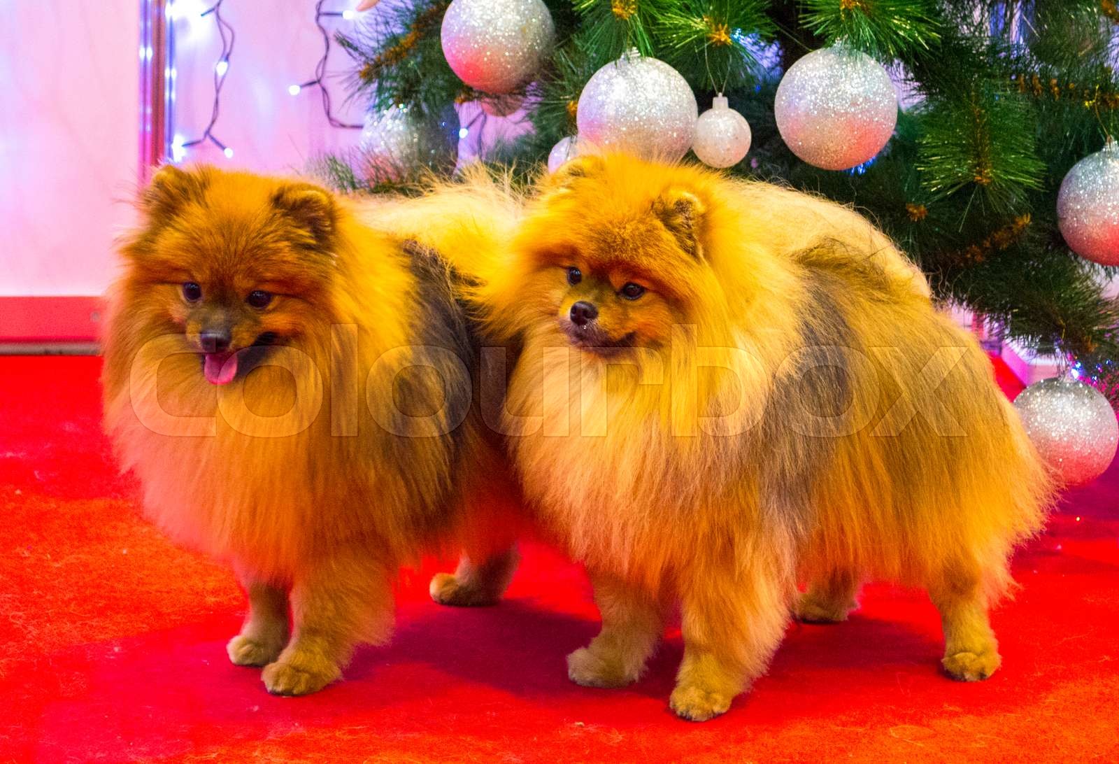 spitz | Stock image | Colourbox