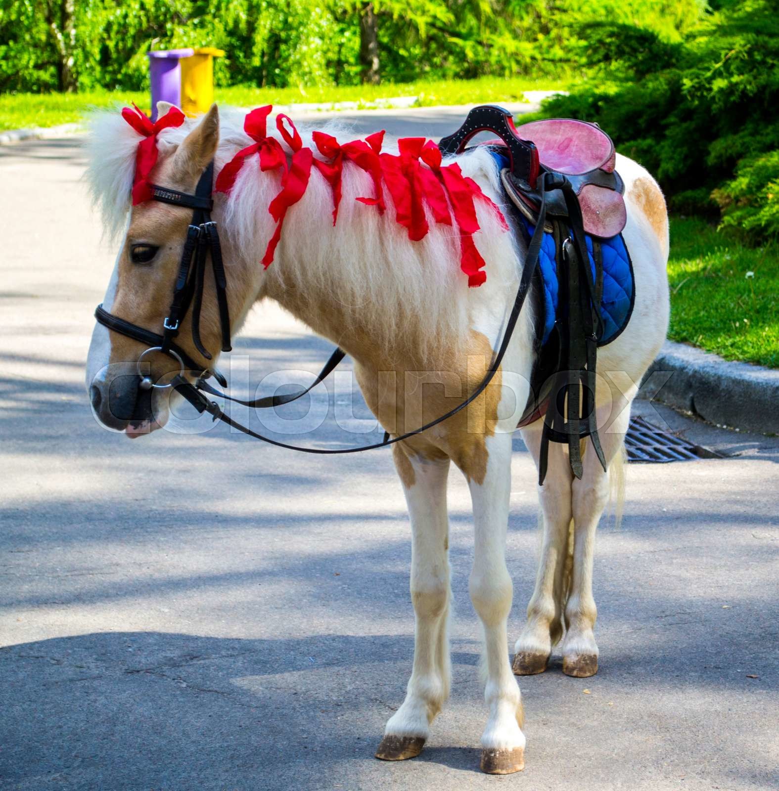 pony | Stock image | Colourbox