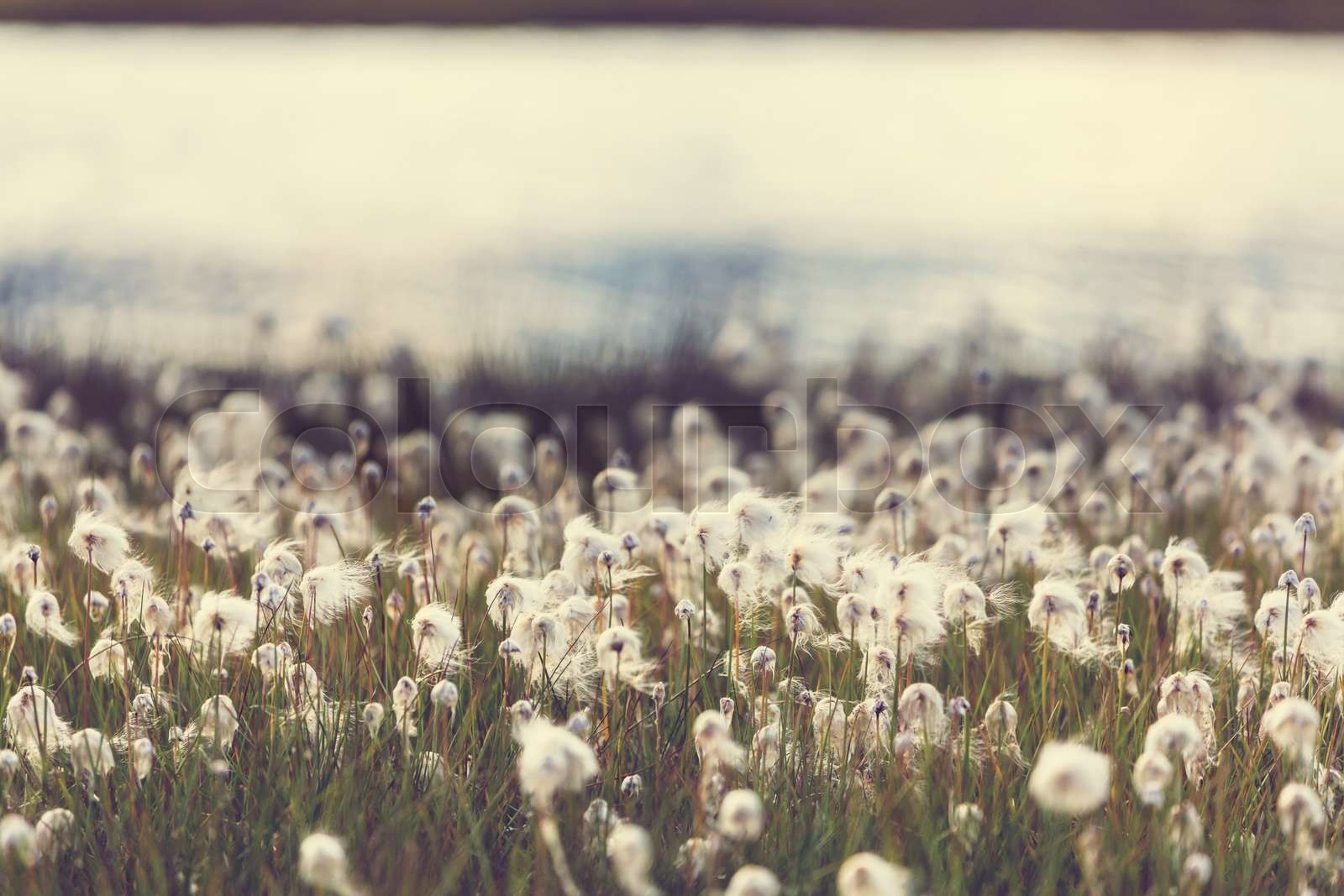 Polar flowers | Stock image | Colourbox