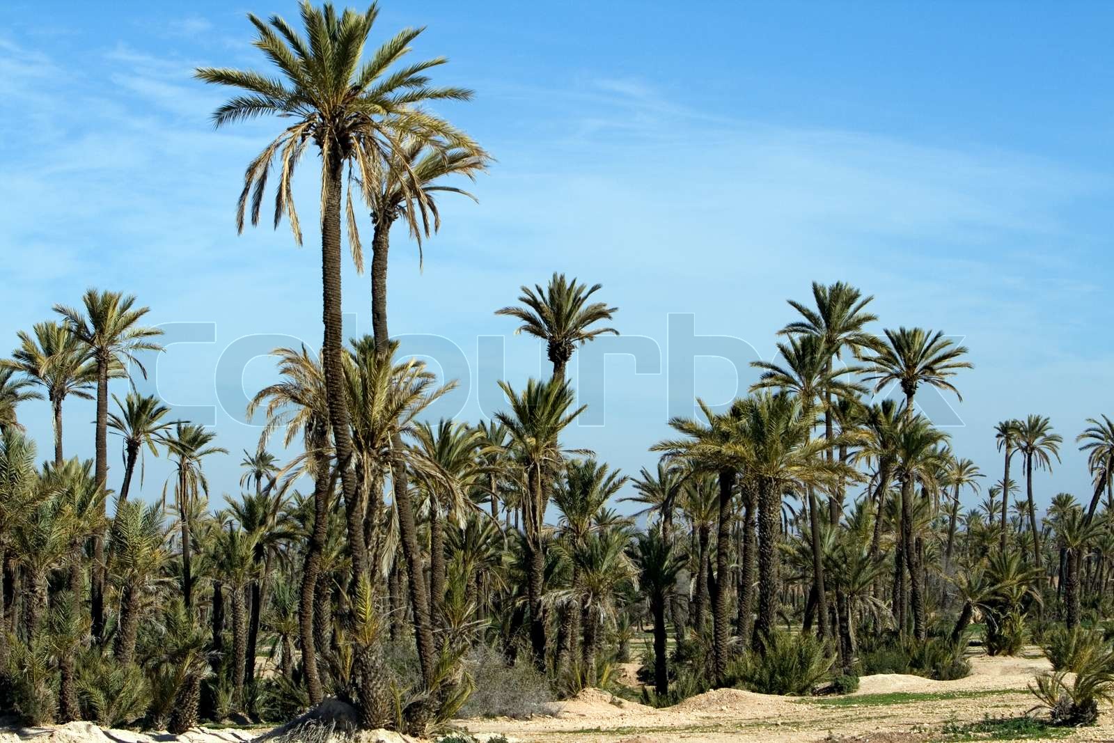 Landscape with Palm trees near Marrakech.Morocco.Africa | Stock image ...