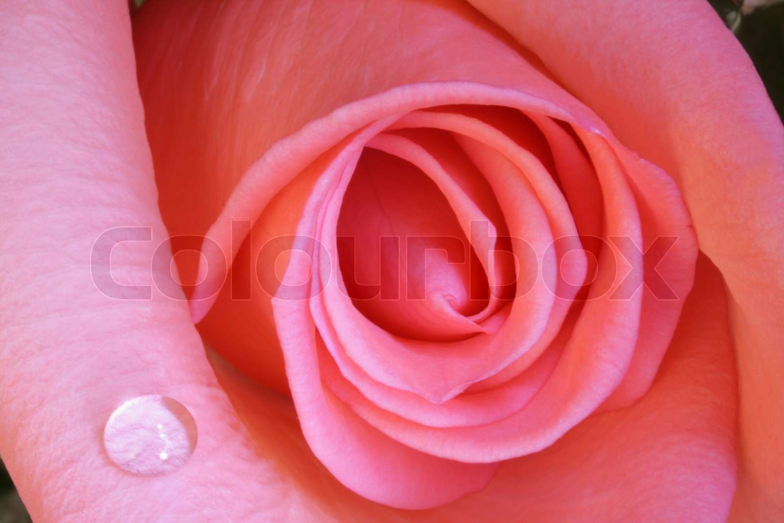 Pink Rose and water drops | Stock image | Colourbox