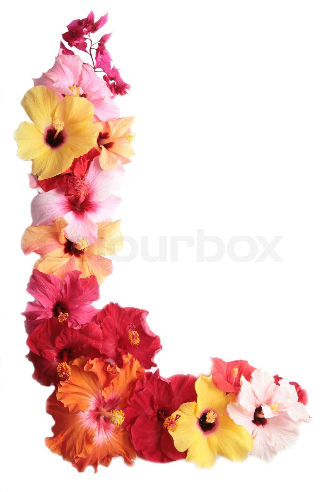 Corner with hibiscus flowers | Stock image | Colourbox