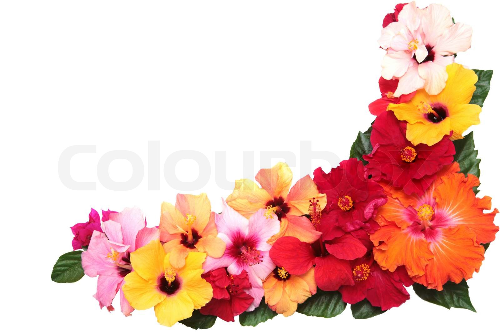 Corner with hibiscus flowers | Stock image | Colourbox