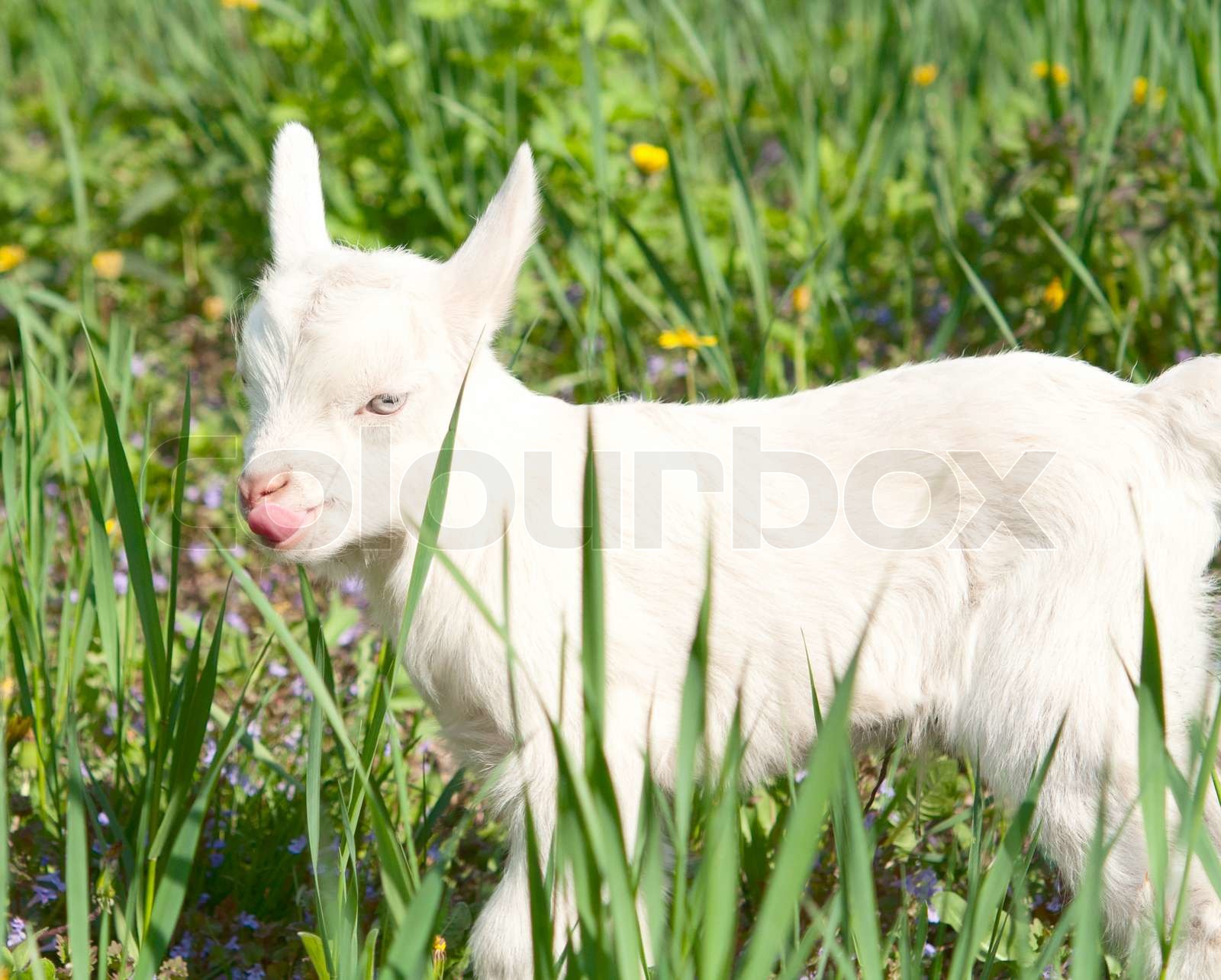 little goat in the meadow | Stock image | Colourbox
