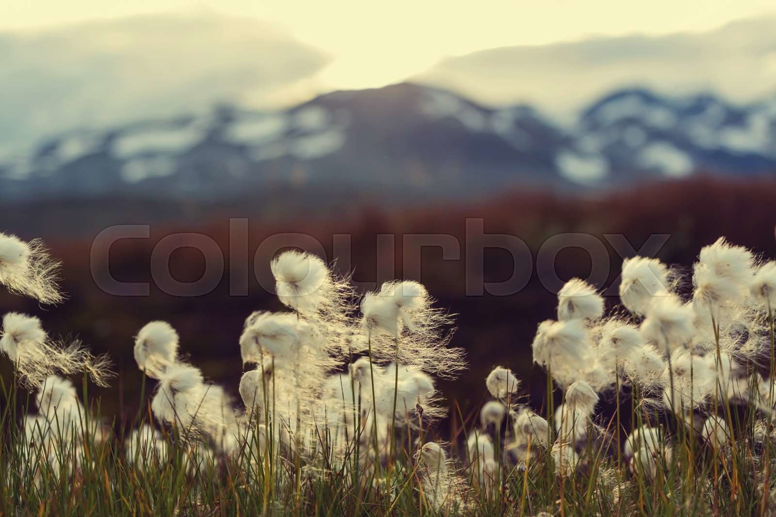 Polar flowers | Stock image | Colourbox