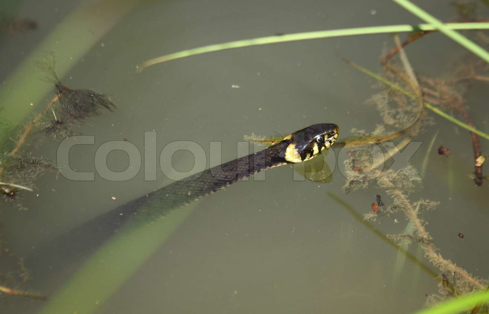 Common water snake floating on the water | Stock image | Colourbox