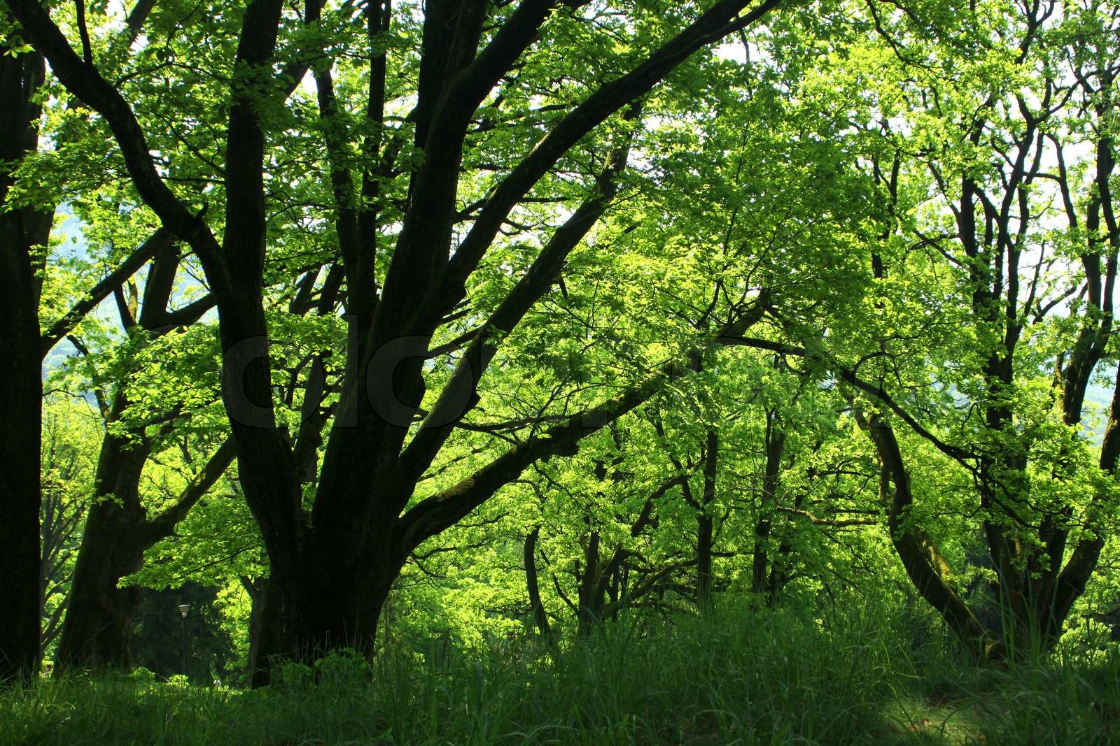 Summer forest with green grass and trees | Stock image | Colourbox