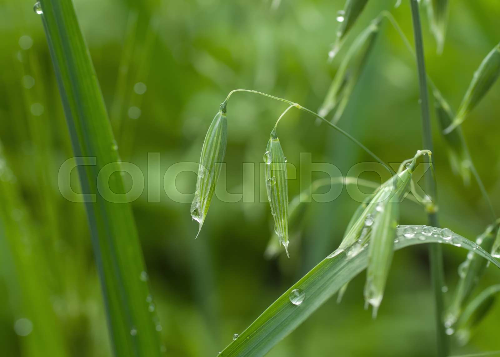 Green ears | Stock image | Colourbox