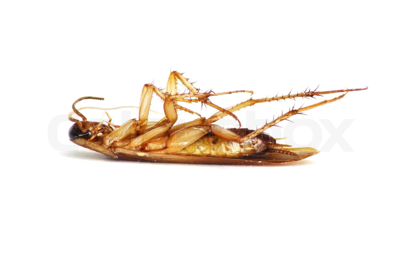 cockroach lying upside down | Stock image | Colourbox