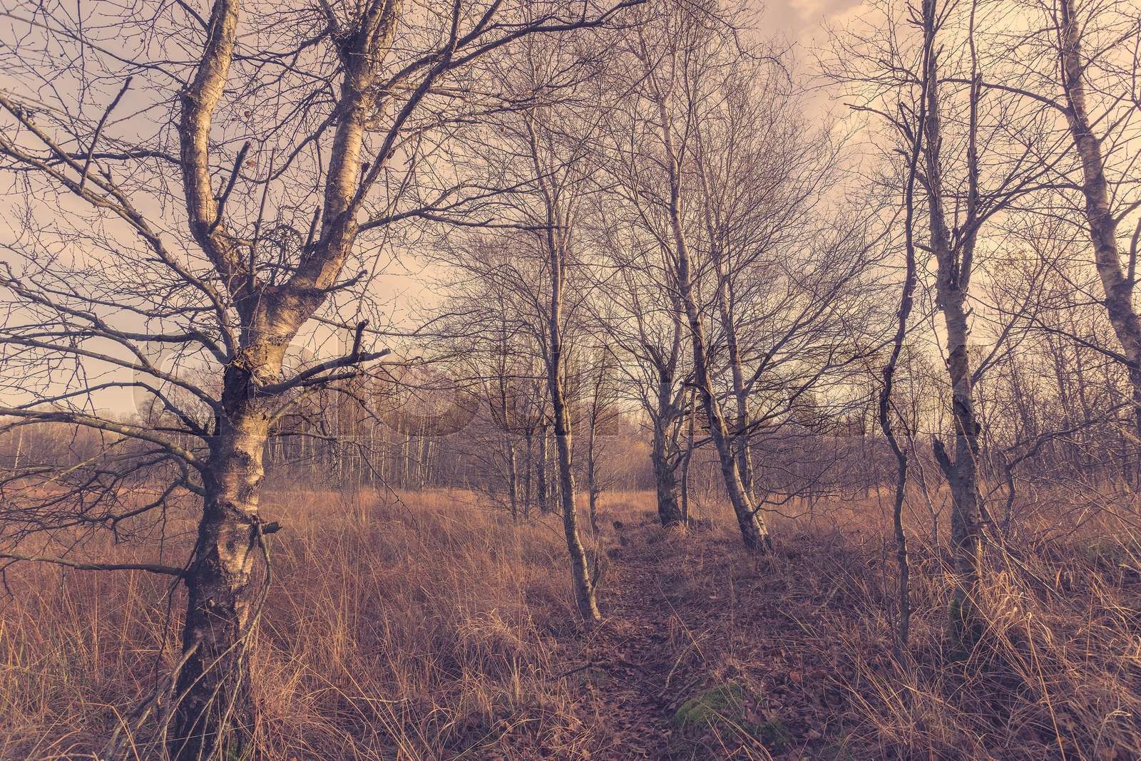 Forest Train With Birch Trees Stock Image Colourbox