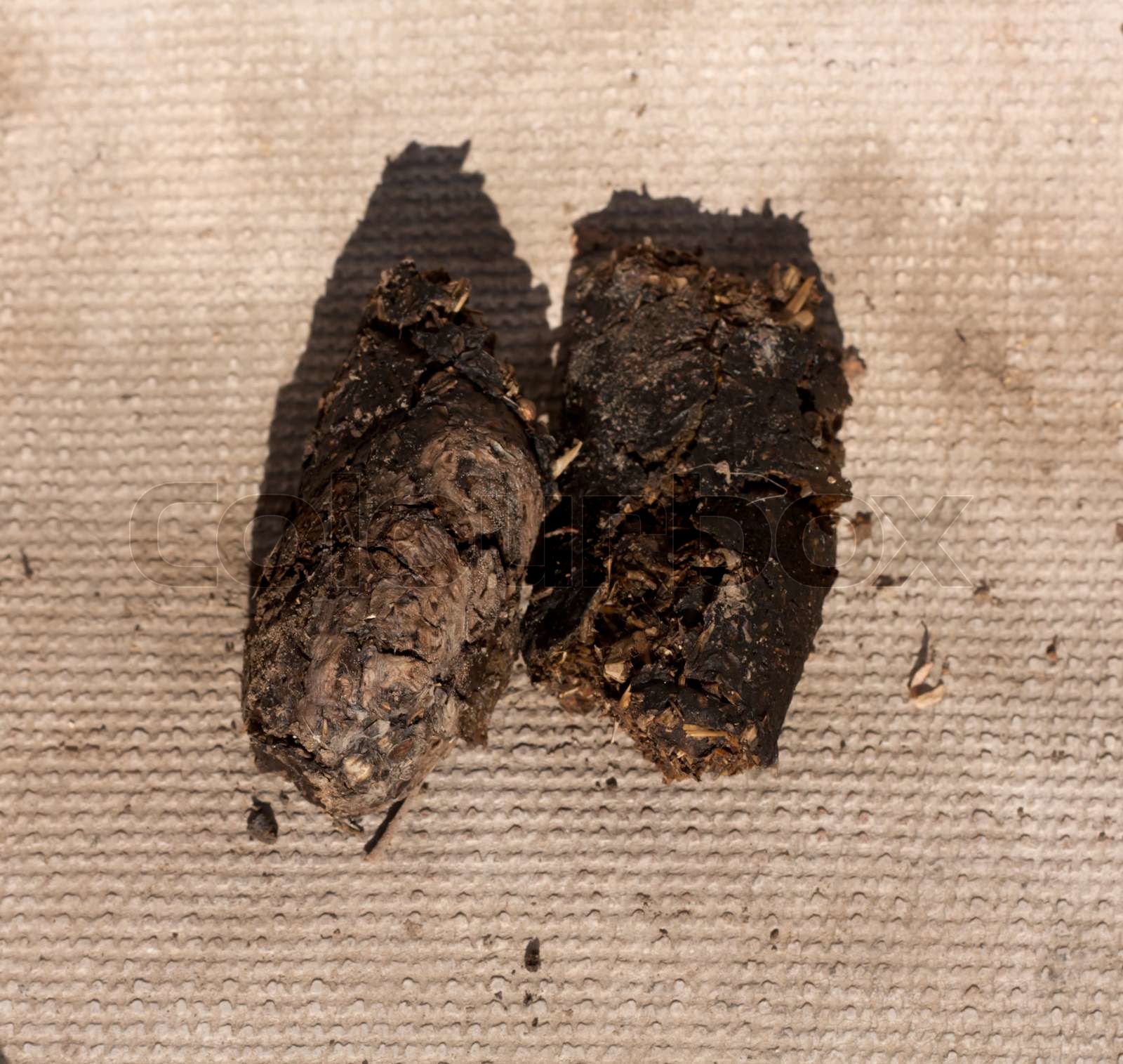 Smelling wet brown shit | Stock image | Colourbox