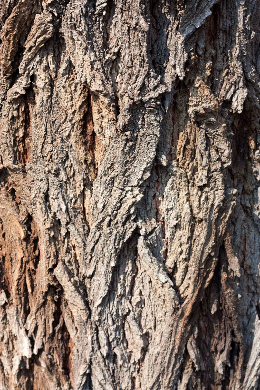 Baum-Rinde-Textur | Stock Bild | Colourbox