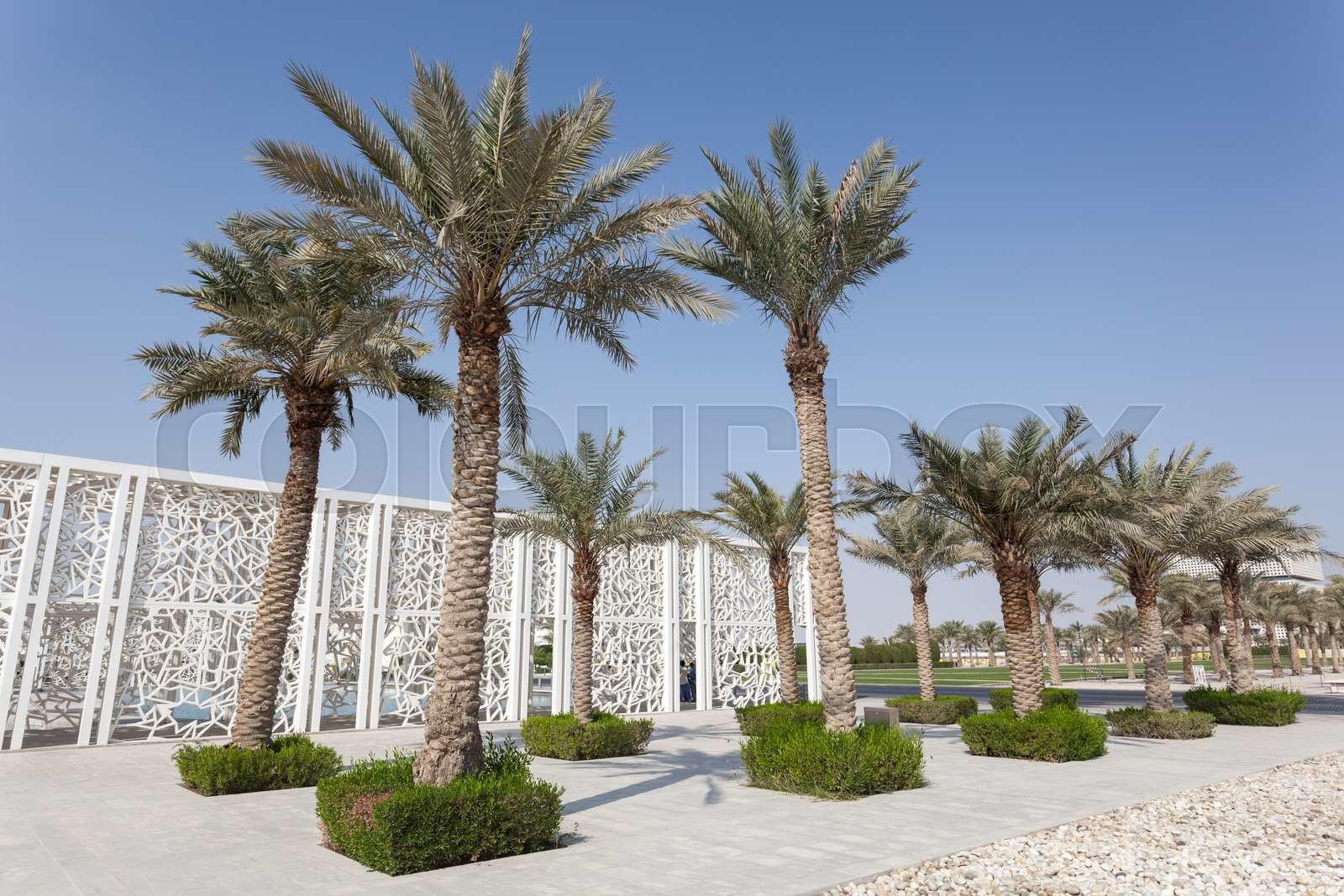 Palm trees in Doha, Qatar | Stock image | Colourbox