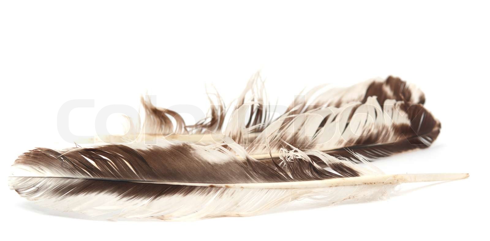 Feder auf weißem Hintergrund | Stock Bild | Colourbox