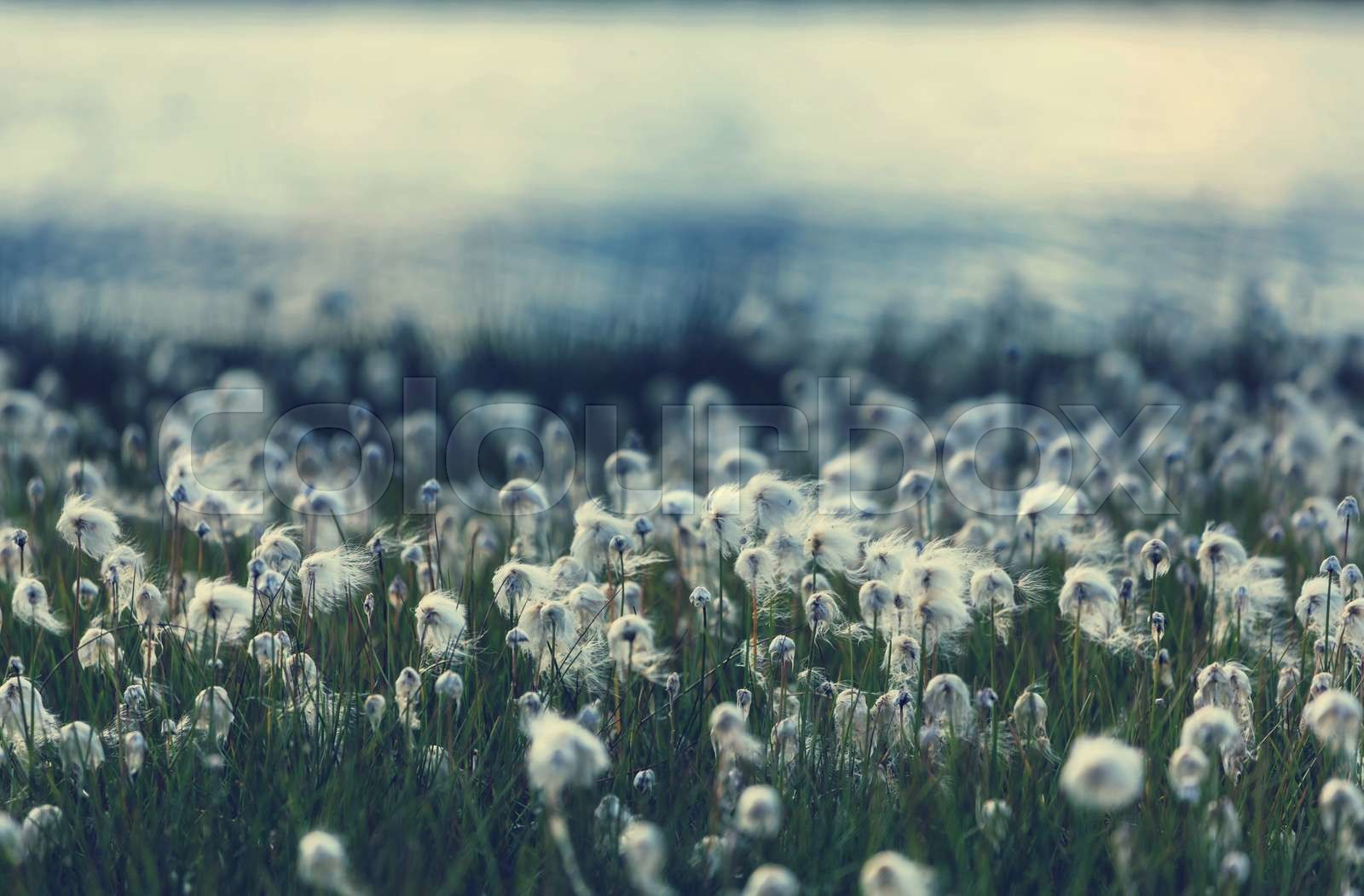 Polar flowers | Stock image | Colourbox