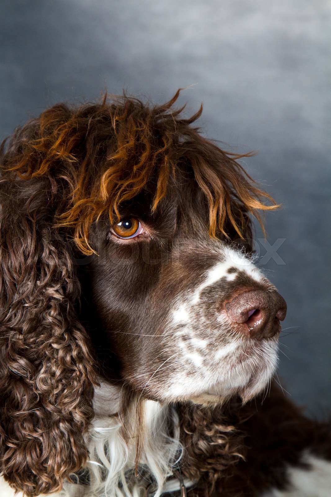 dog | Stock image | Colourbox