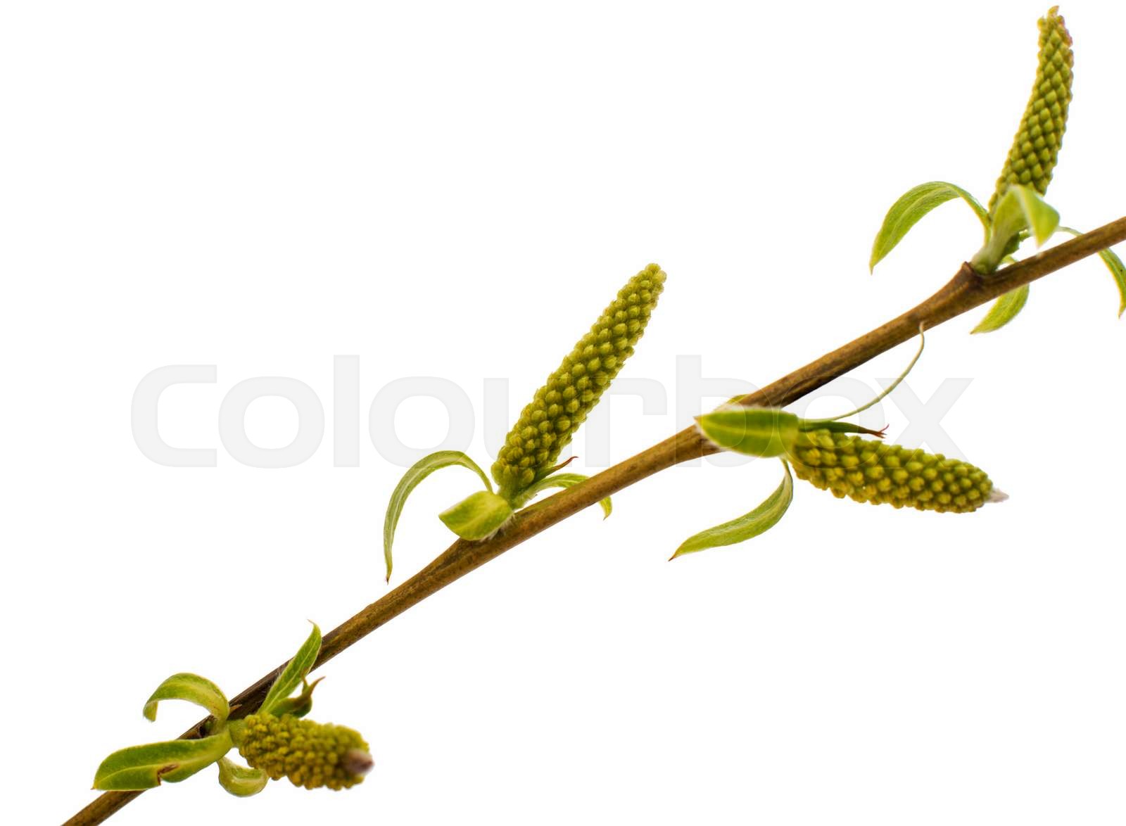 Spring willow twig isolated | Stock image | Colourbox