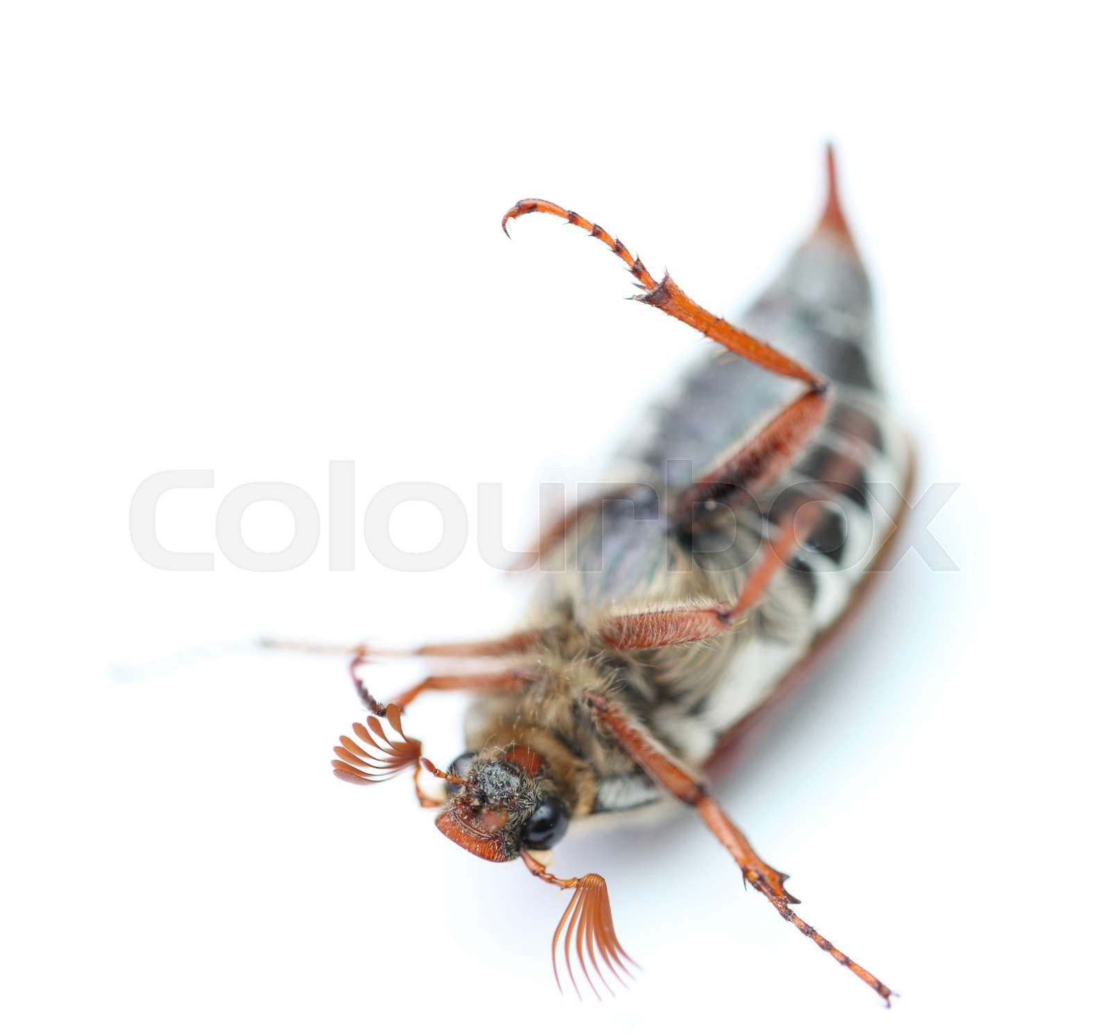 maybug | Stock image | Colourbox