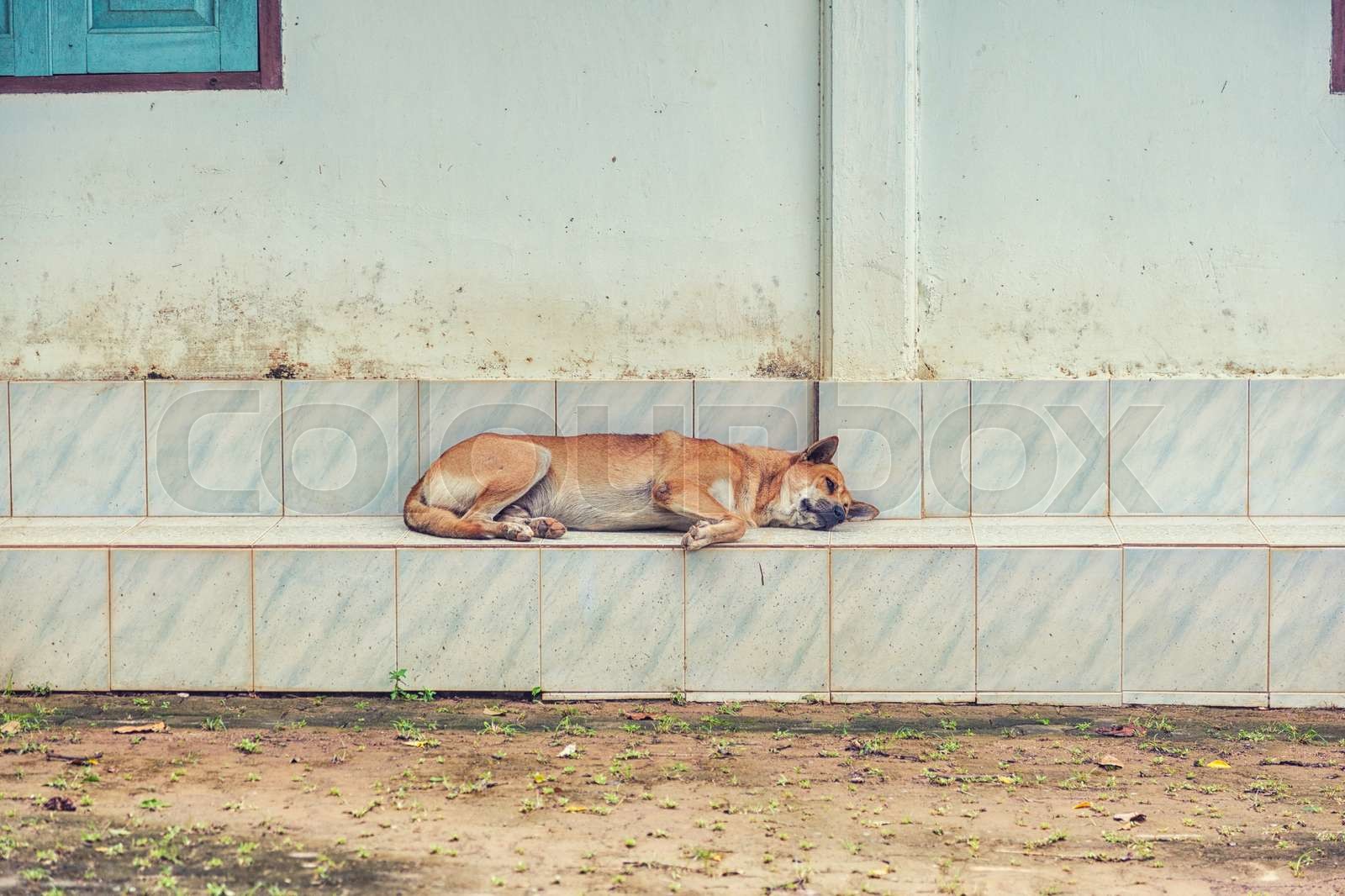 Old sad abandoned dog | Stock image | Colourbox