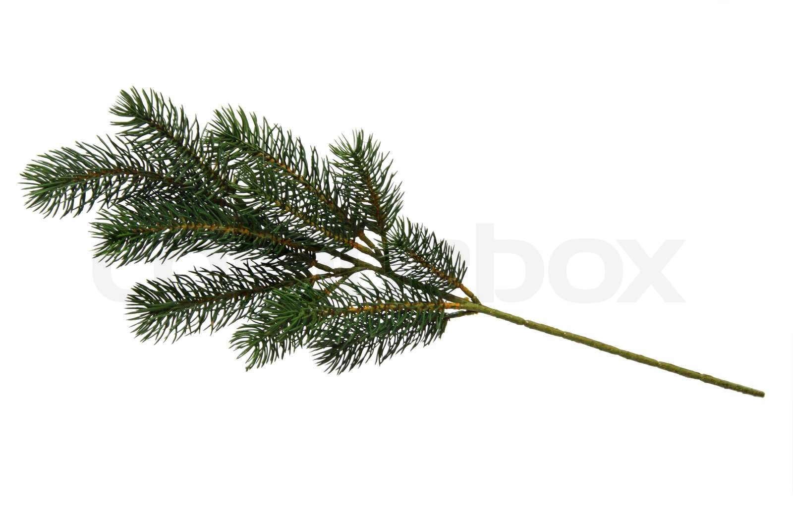 Plastik gran gren isoleret på hvid baggrund | Stock foto | Colourbox