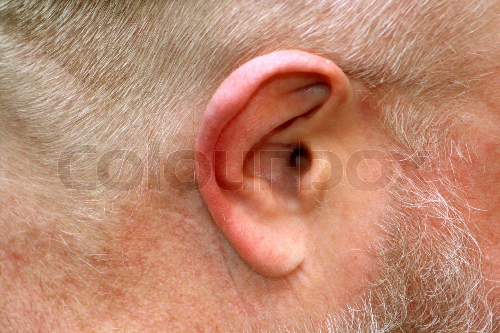 Close up of anatomy of human ear. | Stock image | Colourbox