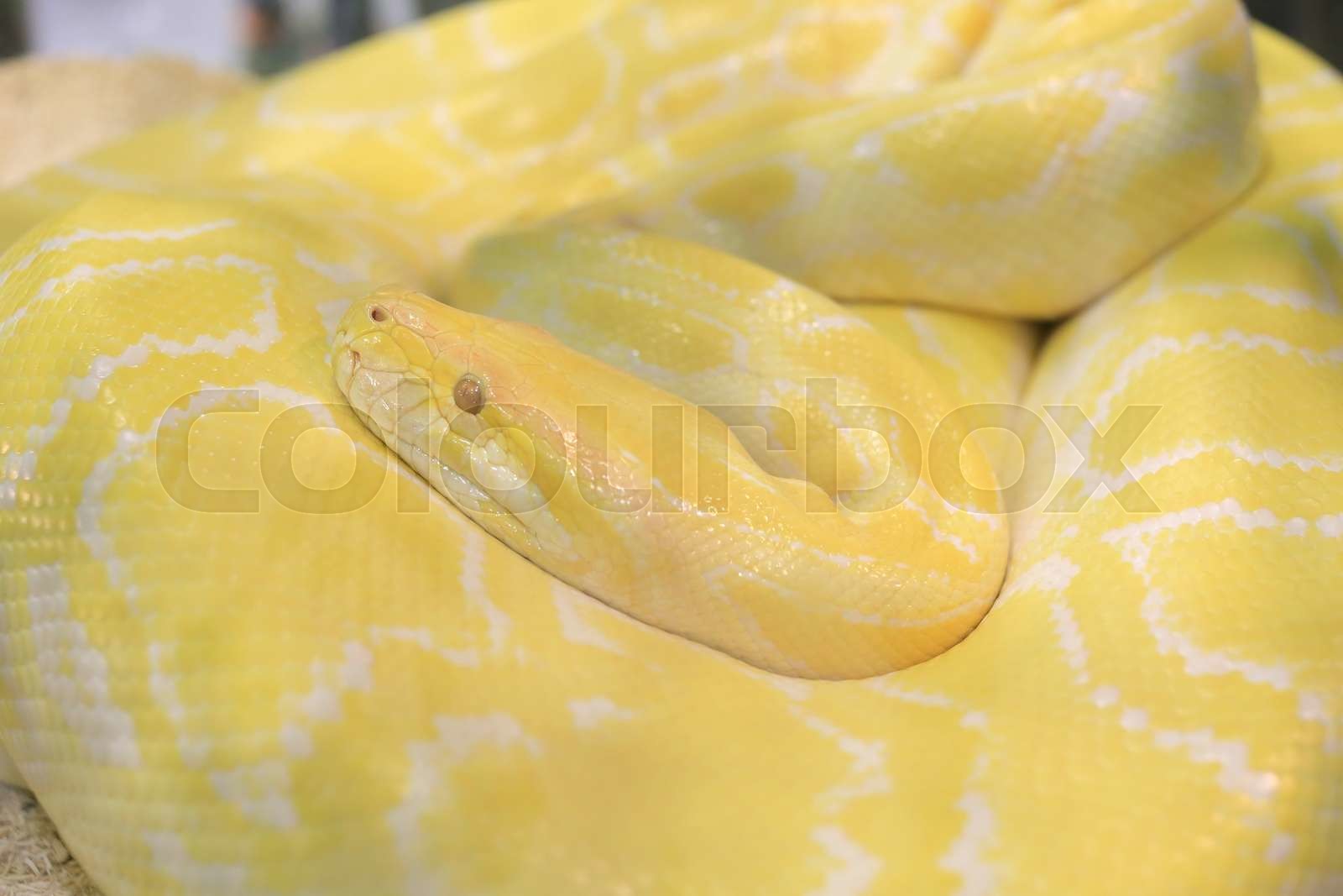 Yellow Albino Snake