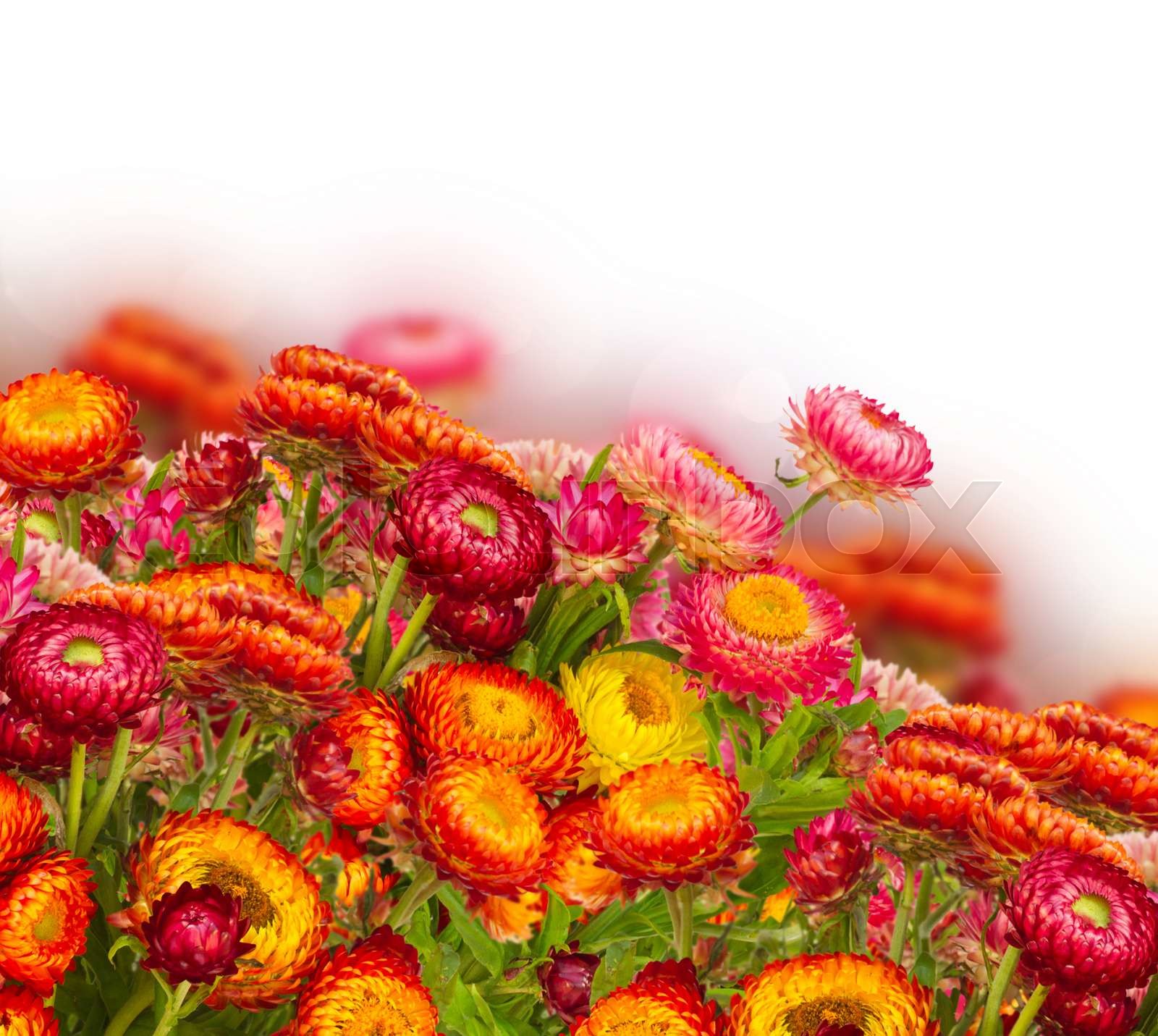 Everlasting flowers | Stock image | Colourbox