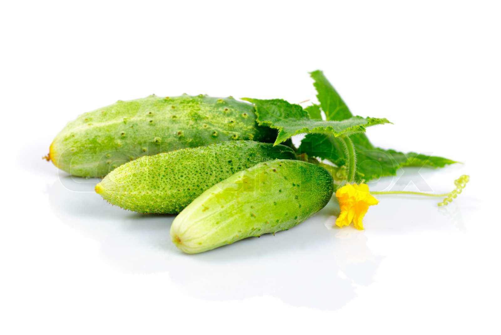 agurk med blade og blomstre isoleret på hvidt | Stock foto | Colourbox