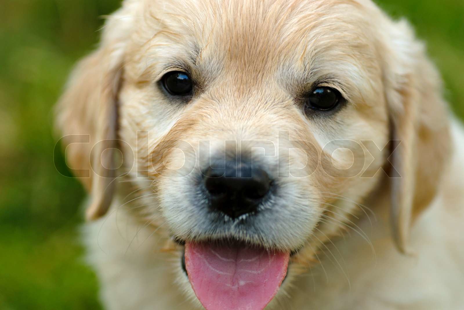 Golden Retrievers Puppies With Blue Eyes