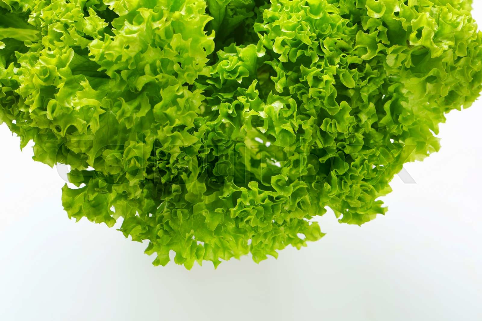 Lettuce Lollo Bionda | Stock image | Colourbox