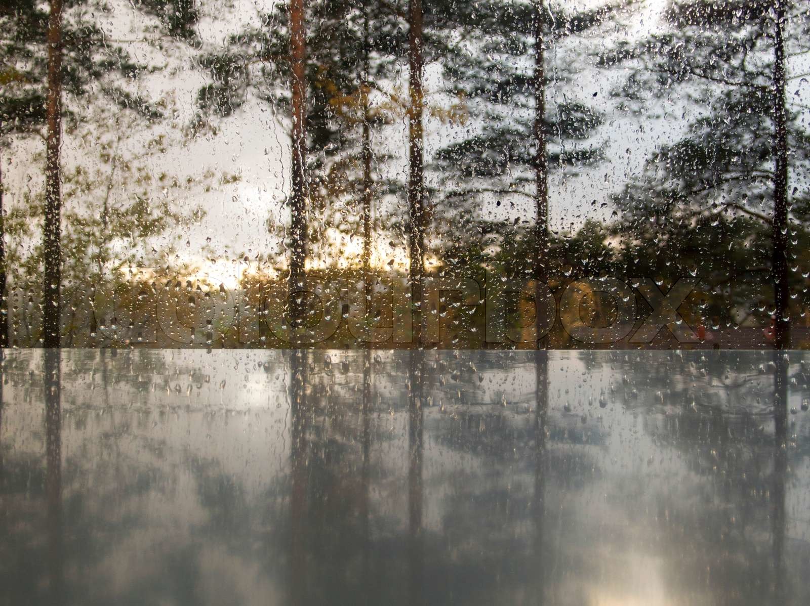 Forest and reflection | Stock image | Colourbox