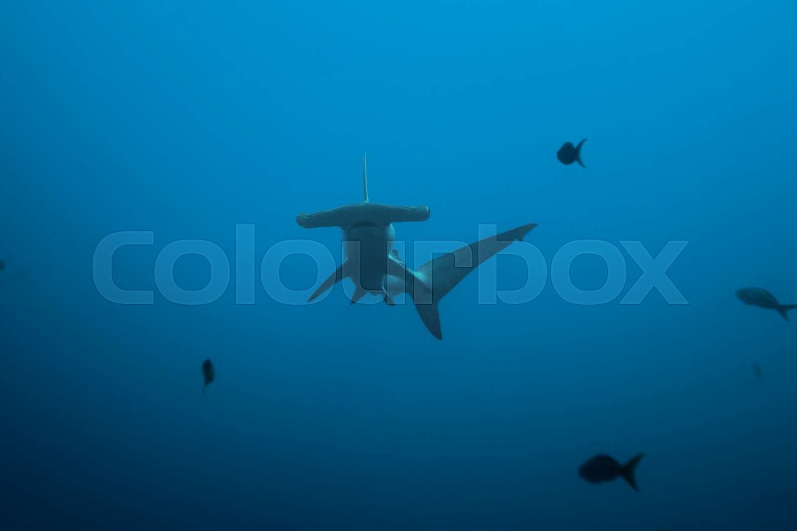 Front view of hammerhead shark in | Stock image | Colourbox