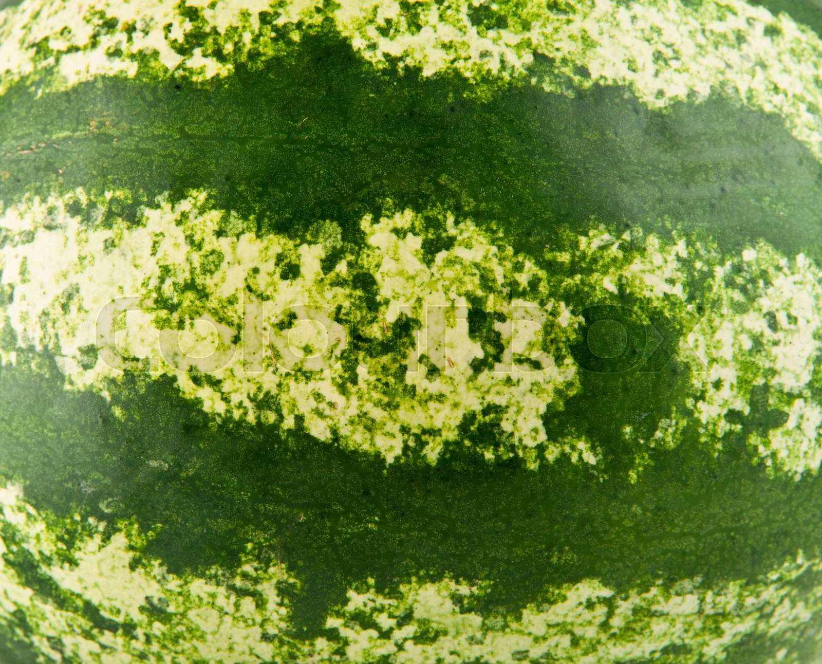 skin watermelon | Stock image | Colourbox