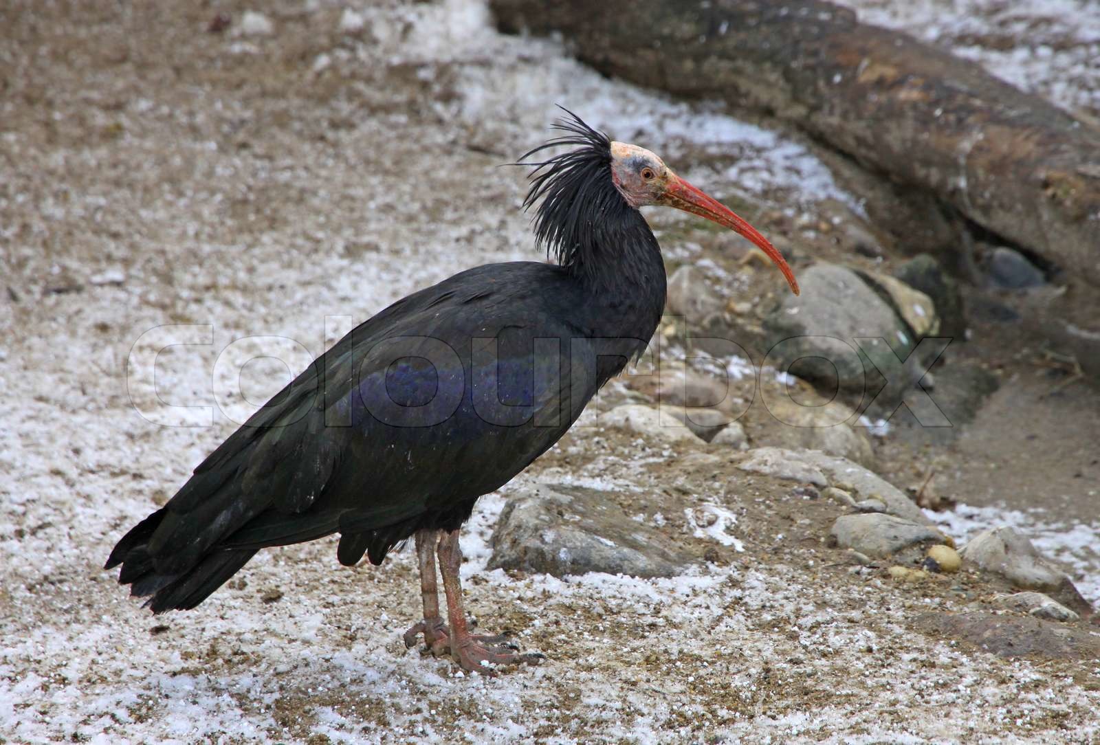 Sort Ibis fugl i Wien Zoo , Østrig | Stock foto | Colourbox