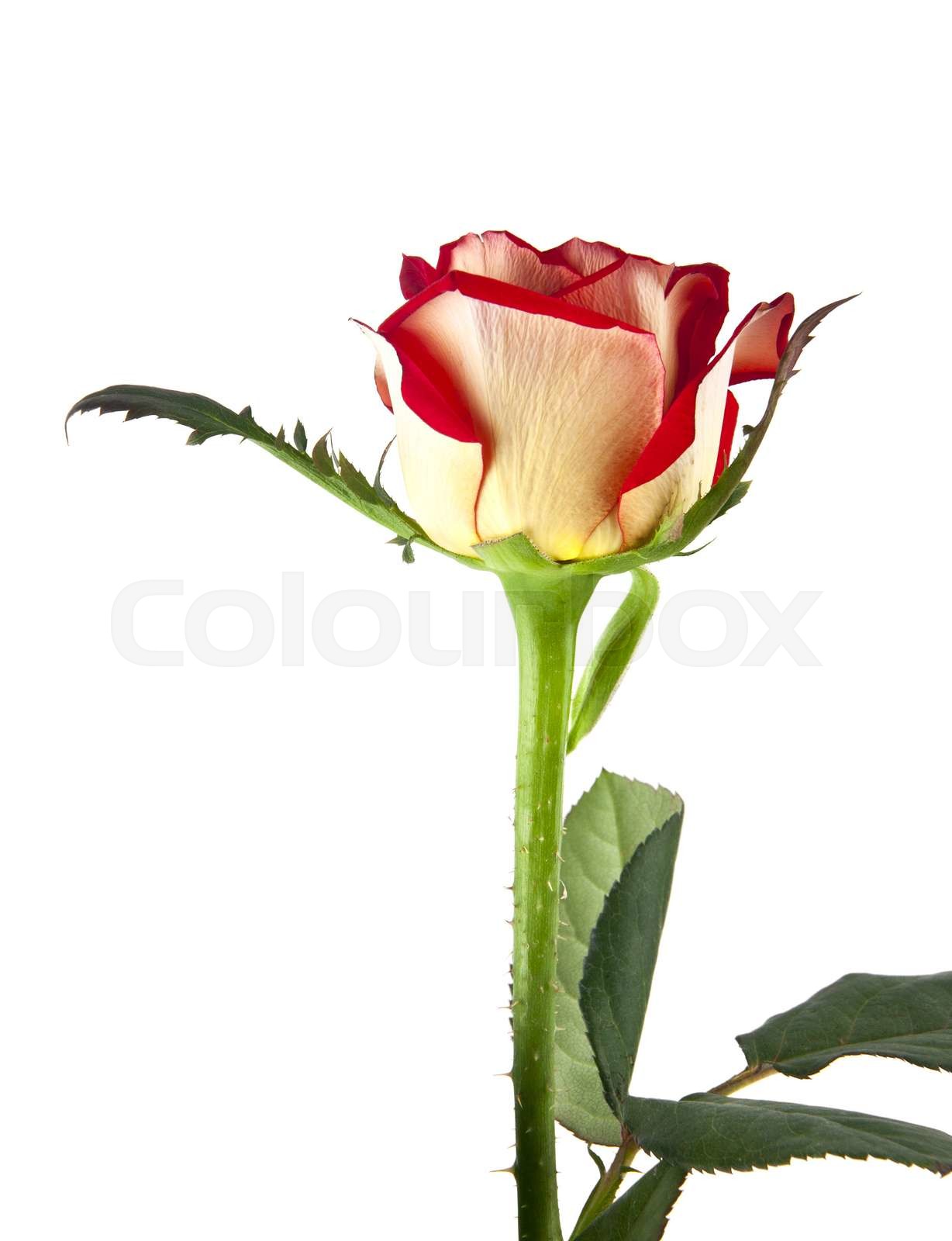 rose | Stock image | Colourbox