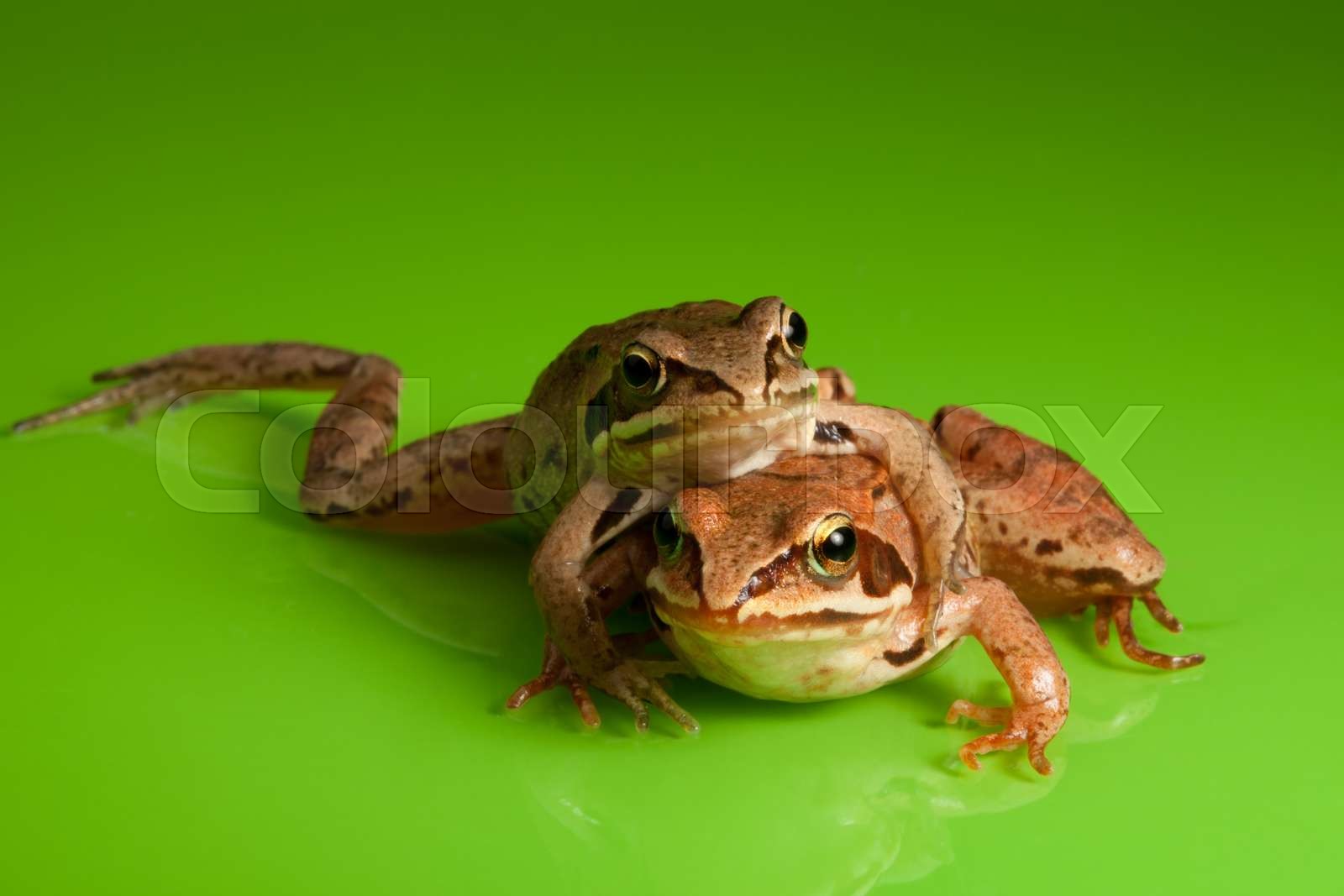 Frog hug | Stock image | Colourbox