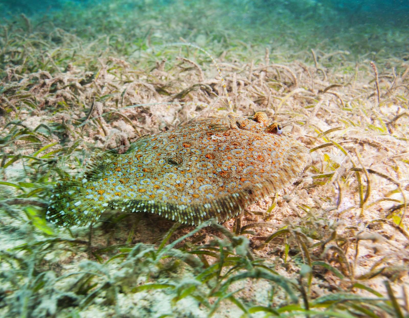 cute flatfish on sandy bottom | Stock image | Colourbox