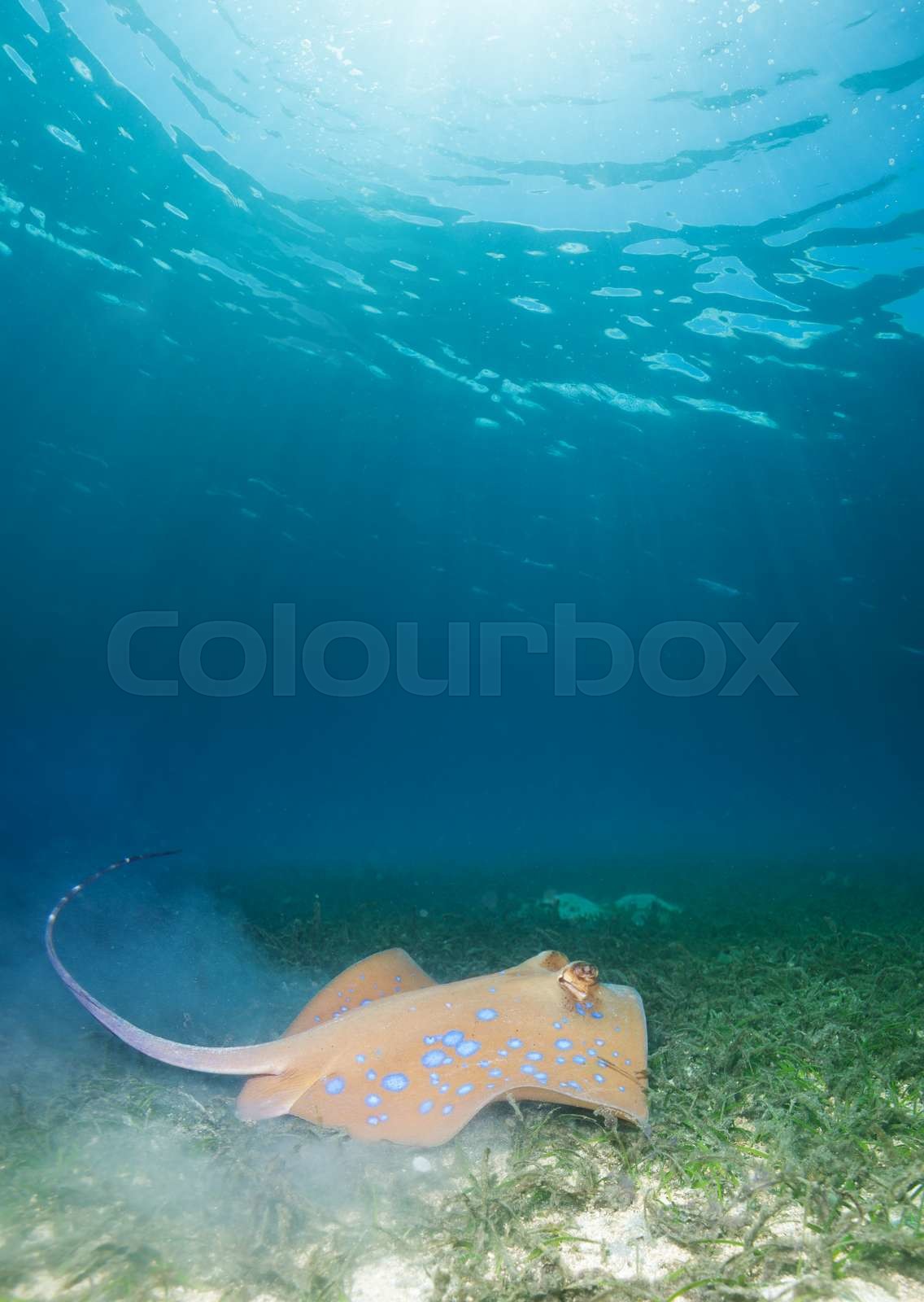 Blue spotted sting ray | Stock image | Colourbox