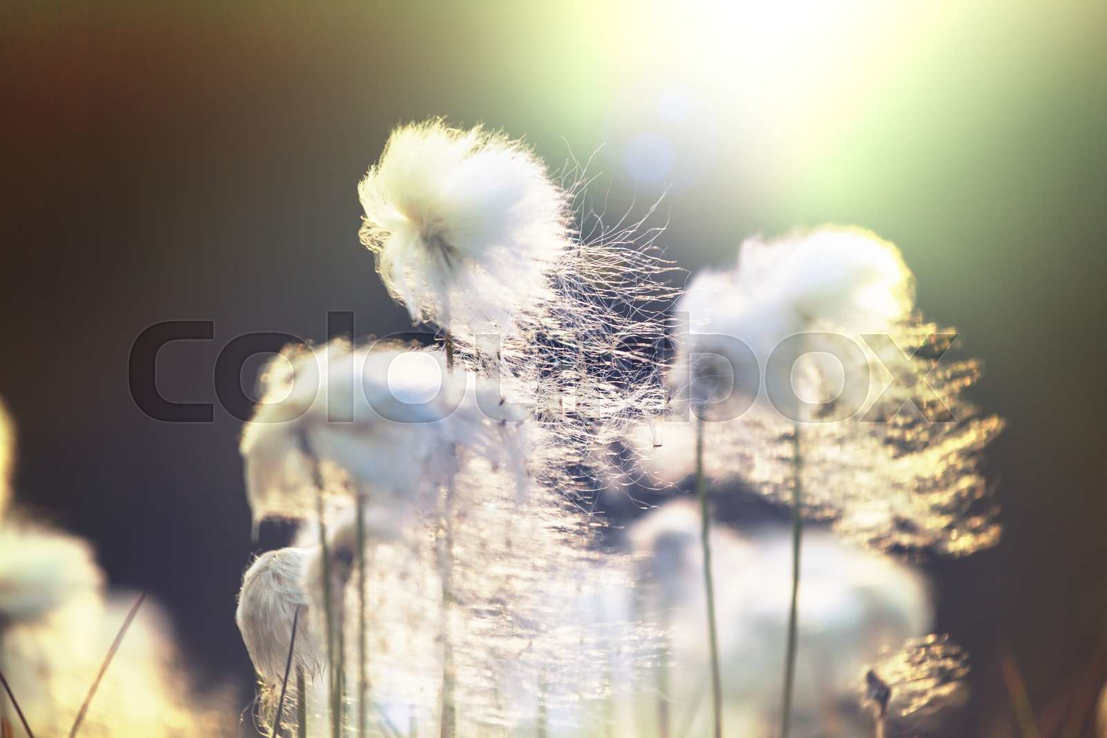 Polar flowers | Stock image | Colourbox