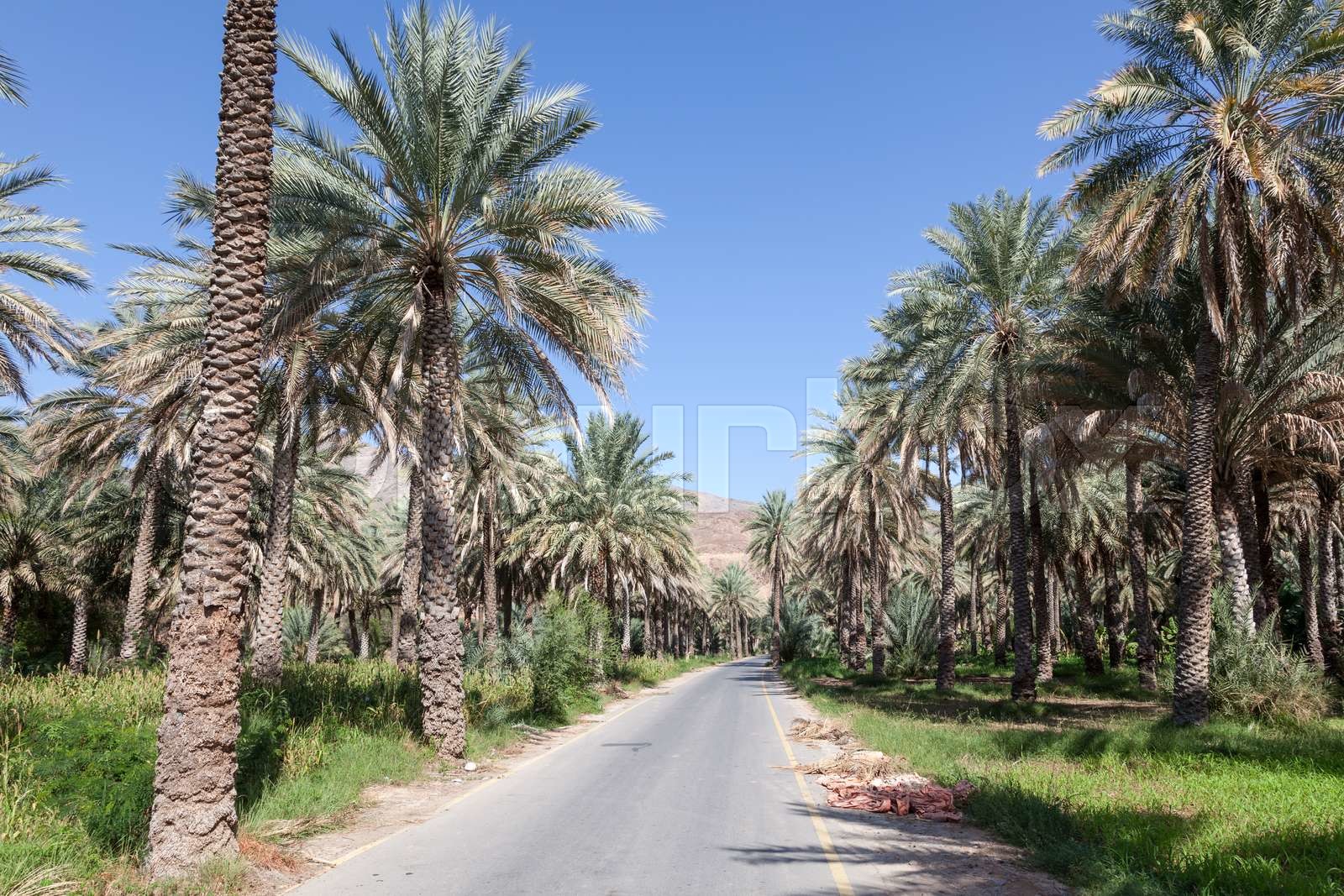 Palm trees in an oasis, Oman | Stock image | Colourbox