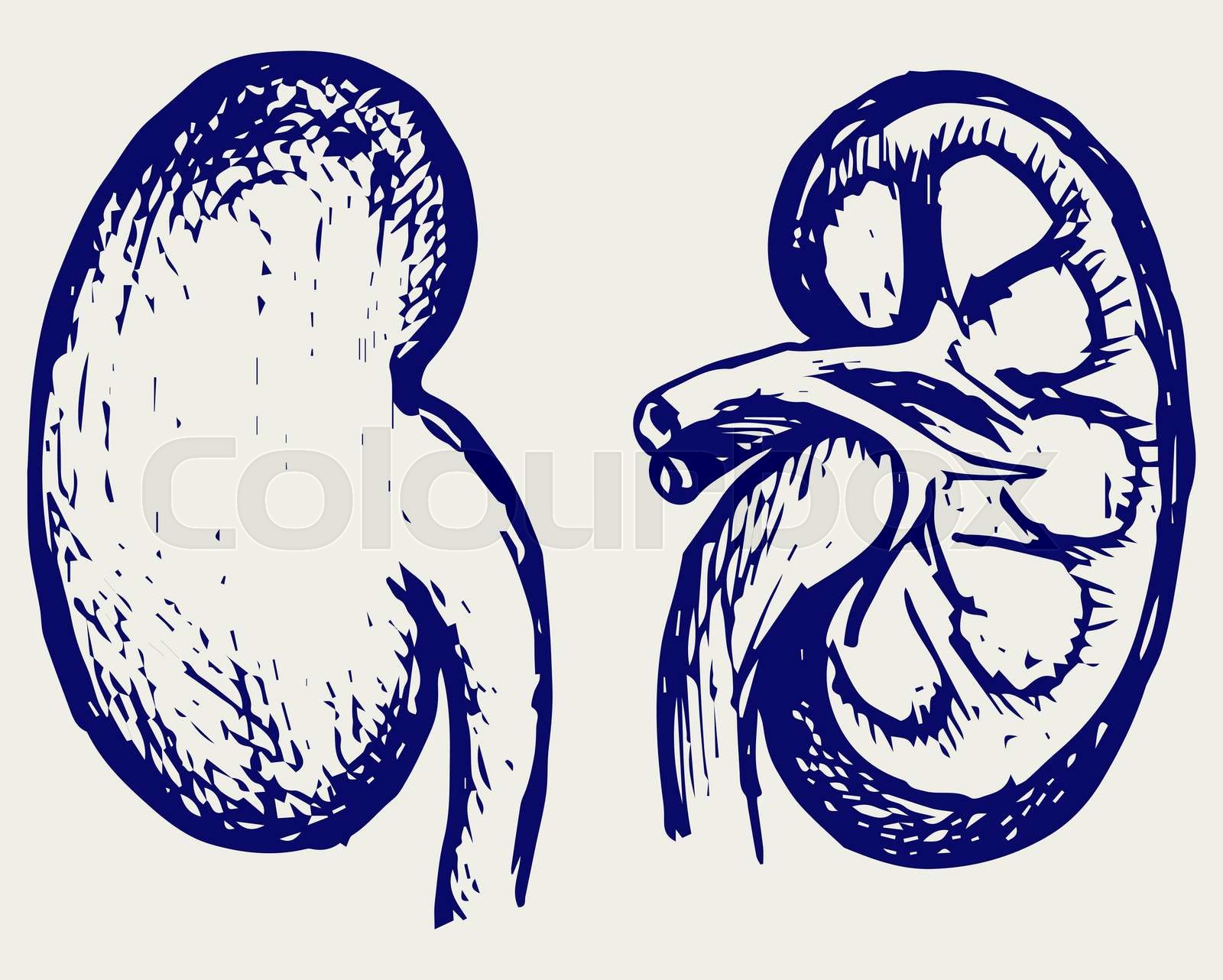 Cross section kidney | Stock vector | Colourbox