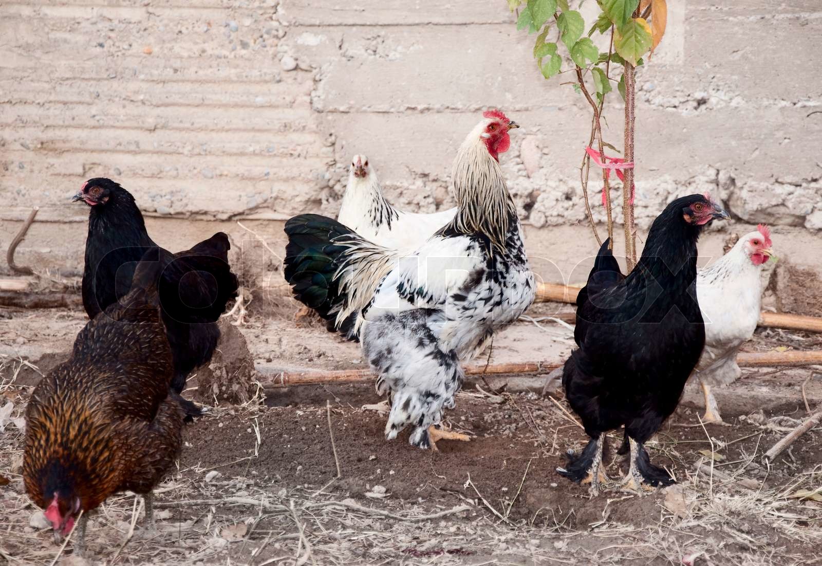 herd of hens | Stock image | Colourbox